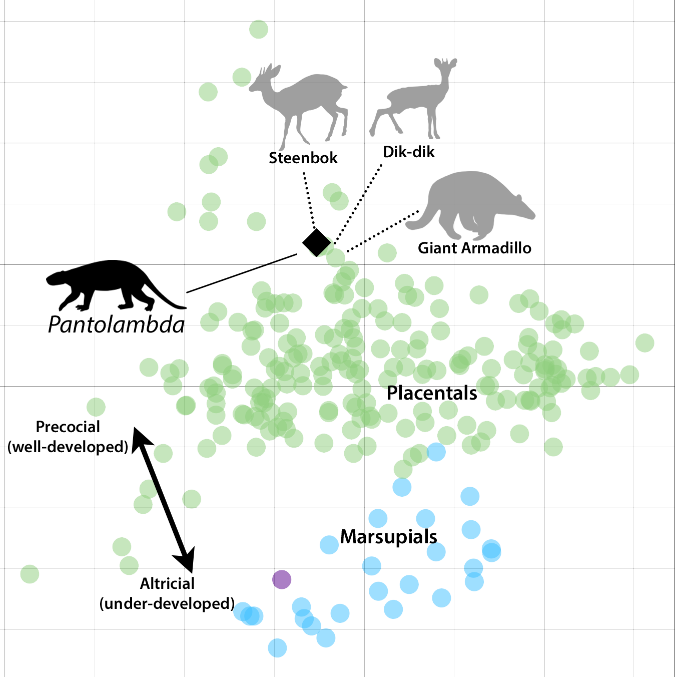 The origin of placental mammal life histories – Greg Funston Palaeontology
